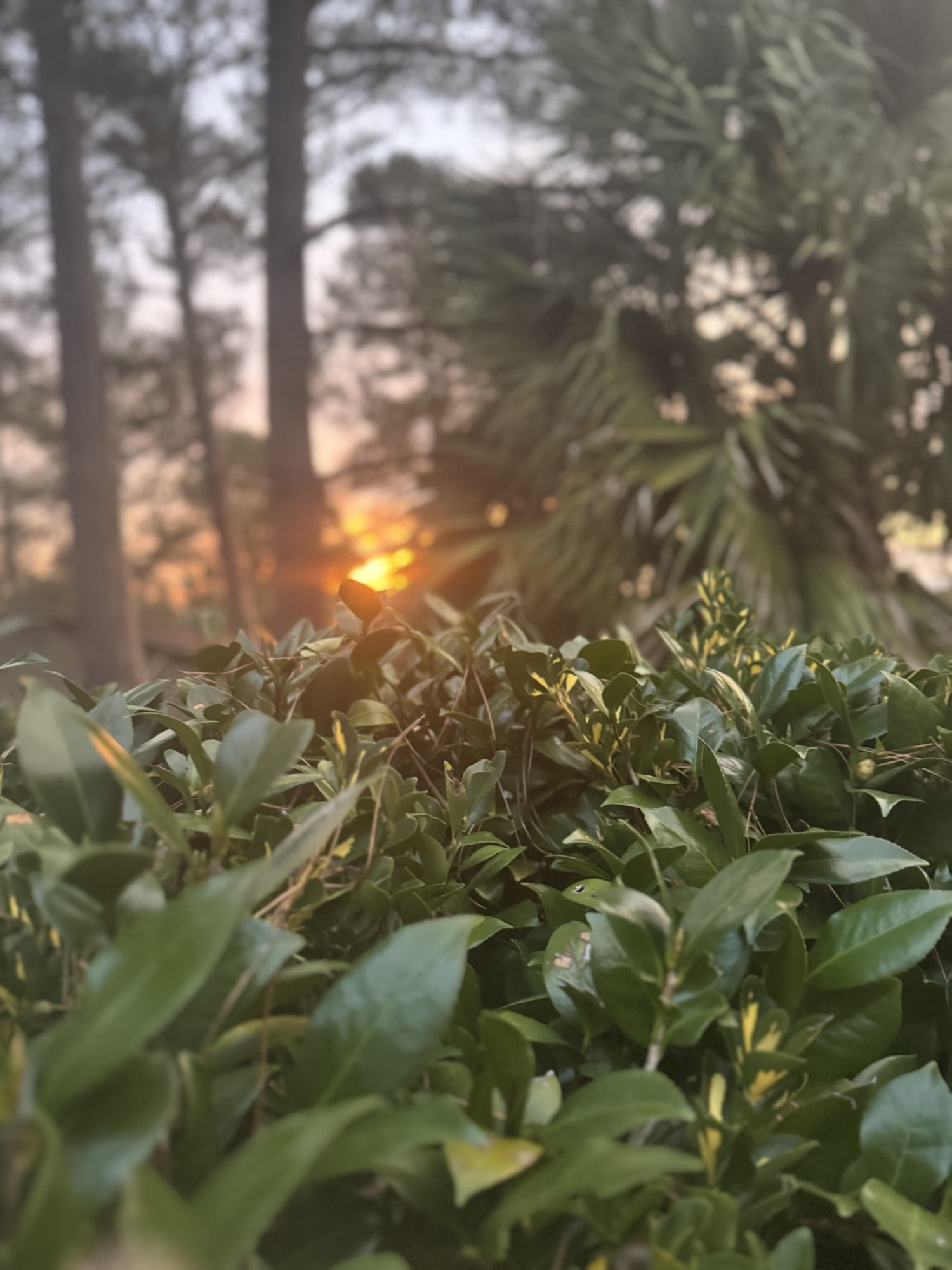 Wonderer – Lisa Anne Tindal